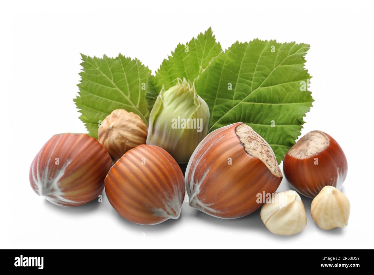 Hazelnuts-filberts in shell, whole with leaves isolated on white ...