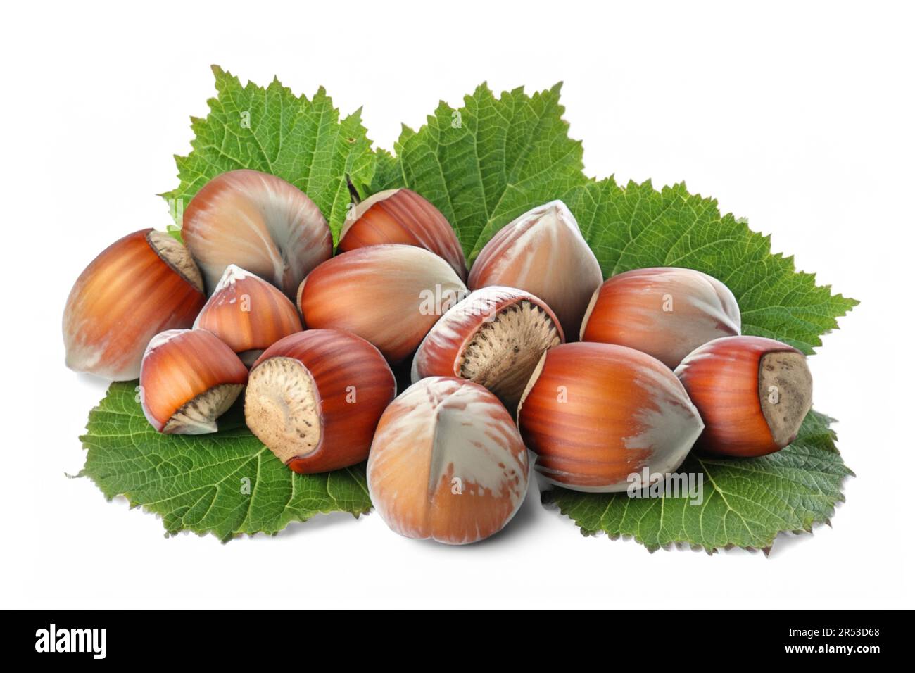 Hazelnuts-filberts in shell with leaves isolated on white background ...