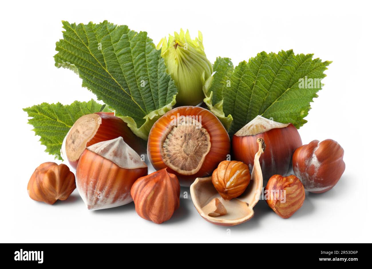 Hazelnuts-filberts in shell, whole with leaves isolated on white ...