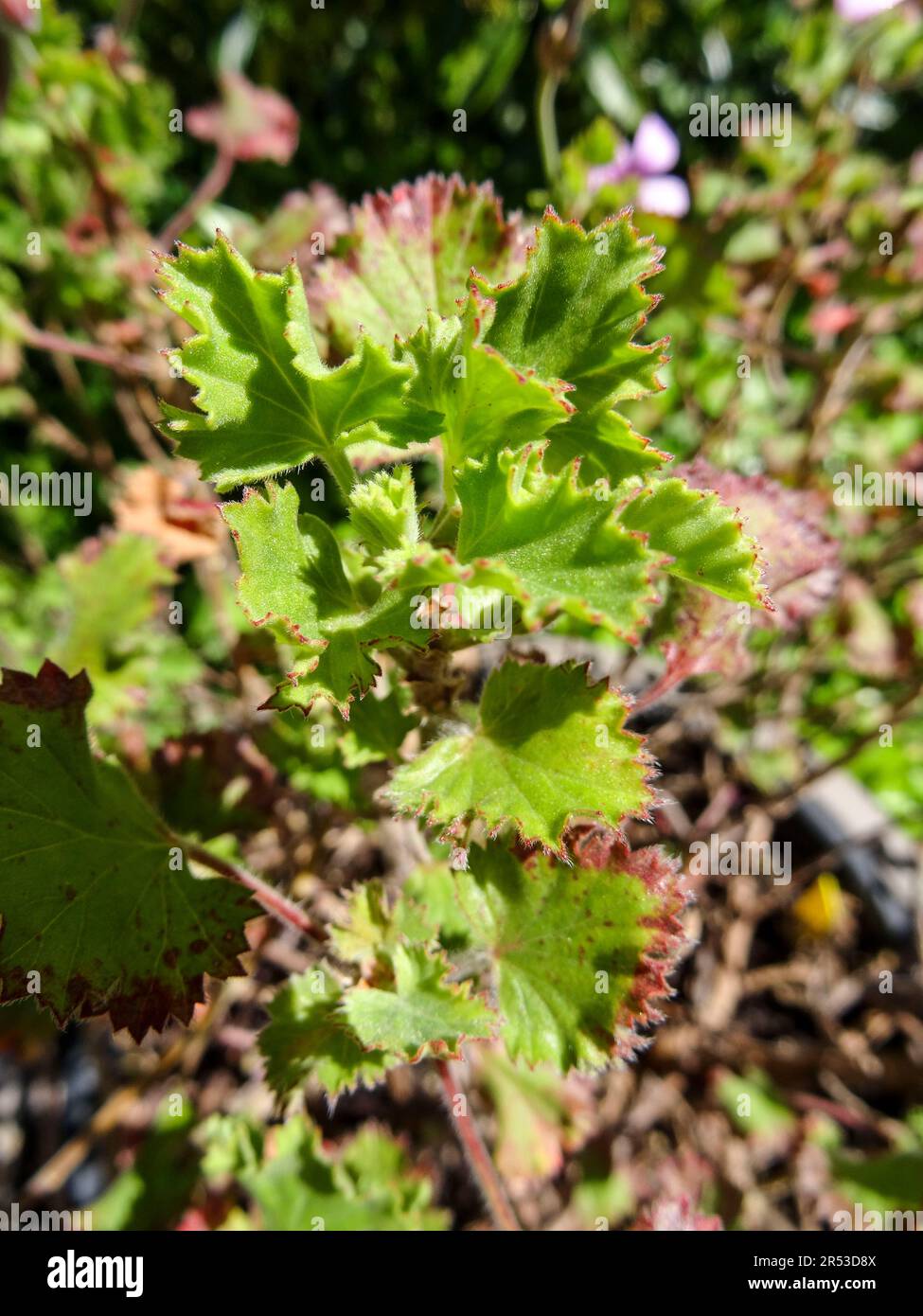 Natural close up flowering plant portrait of Pelargonium ‘Citriodorum ...