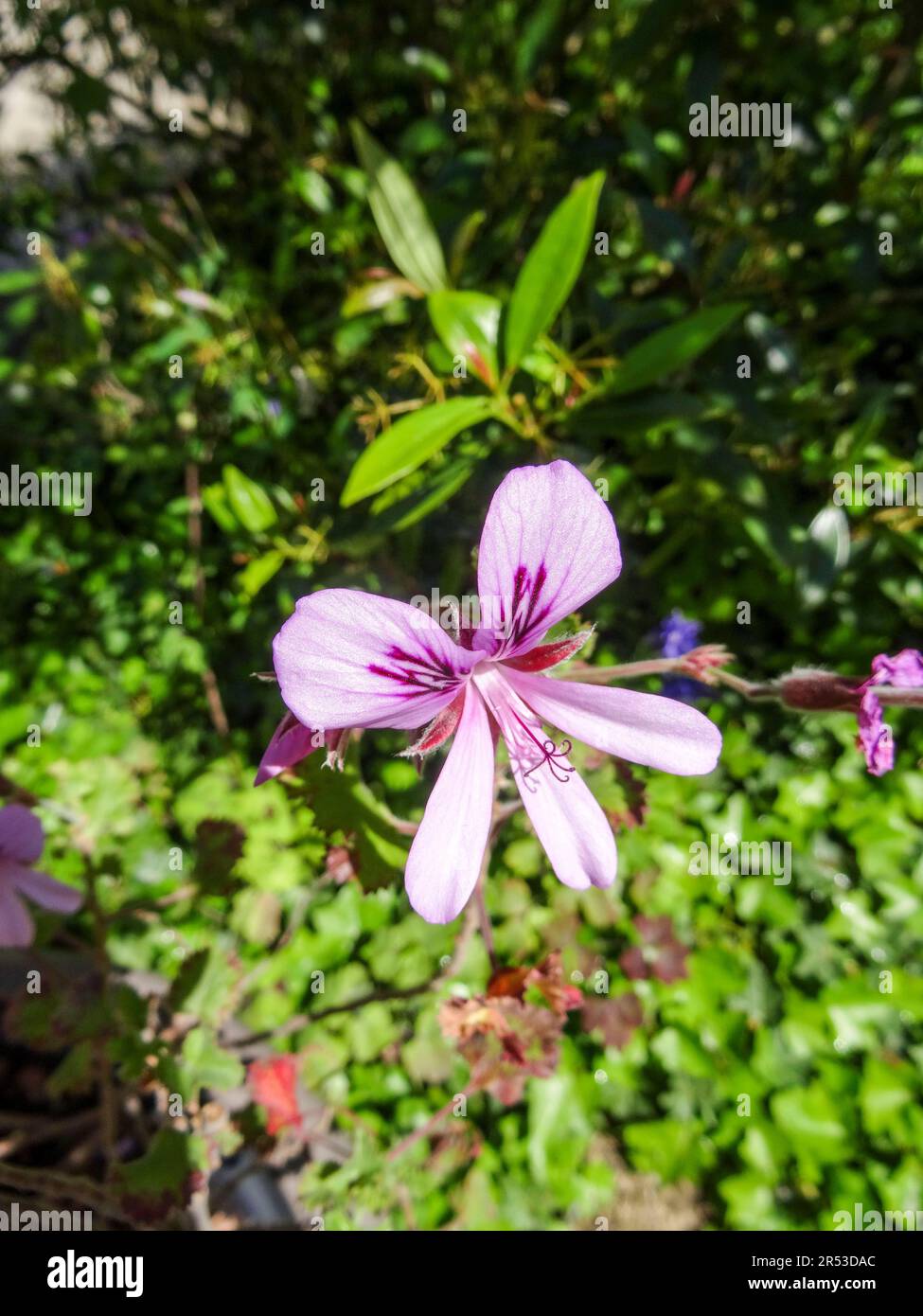 Natural close up flowering plant portrait of Pelargonium ‘Citriodorum ...