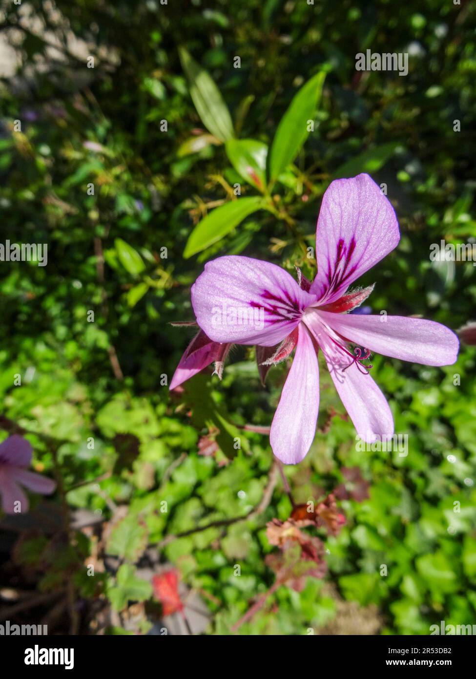 Natural close up flowering plant portrait of Pelargonium ‘Citriodorum ...