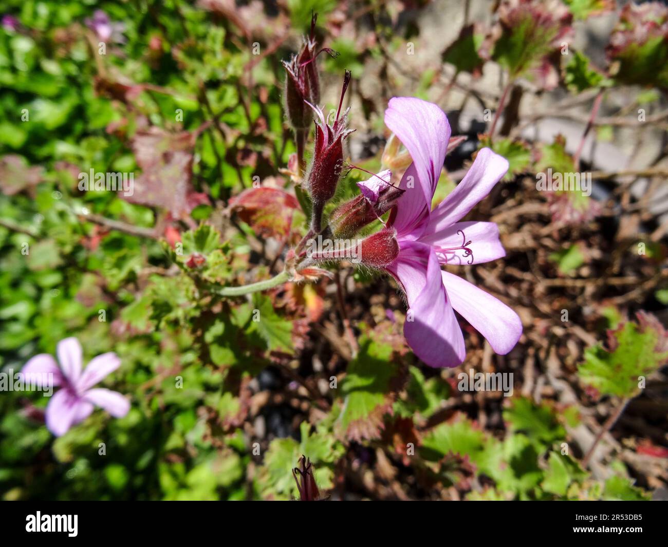 Natural close up flowering plant portrait of Pelargonium ‘Citriodorum ...