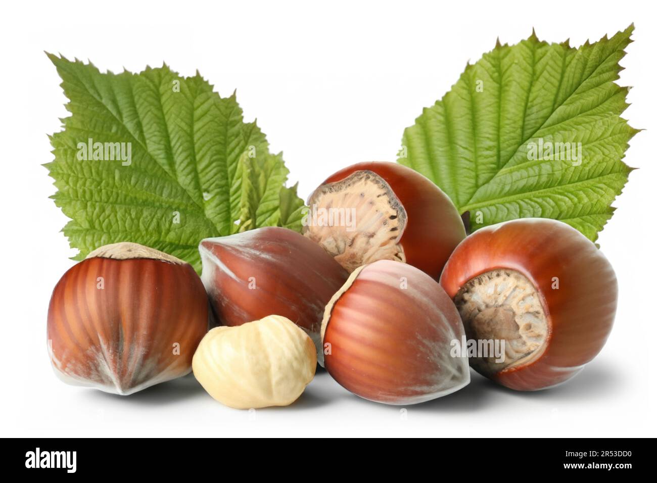 Hazelnuts-filberts in shell, whole with leaves isolated on white ...