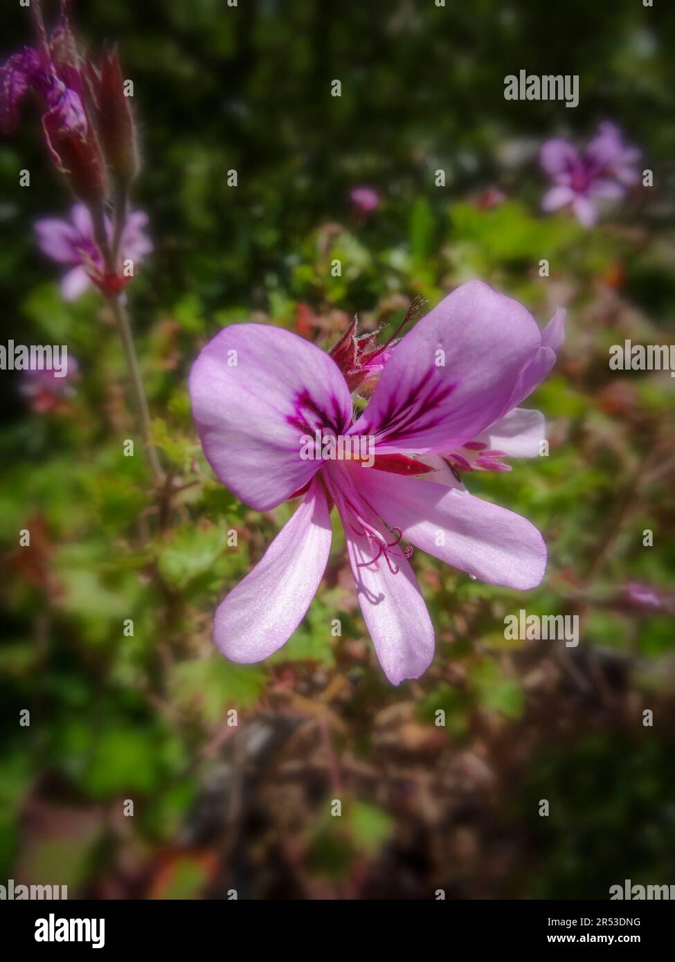 Natural close up flowering plant portrait of Pelargonium ‘Citriodorum ...
