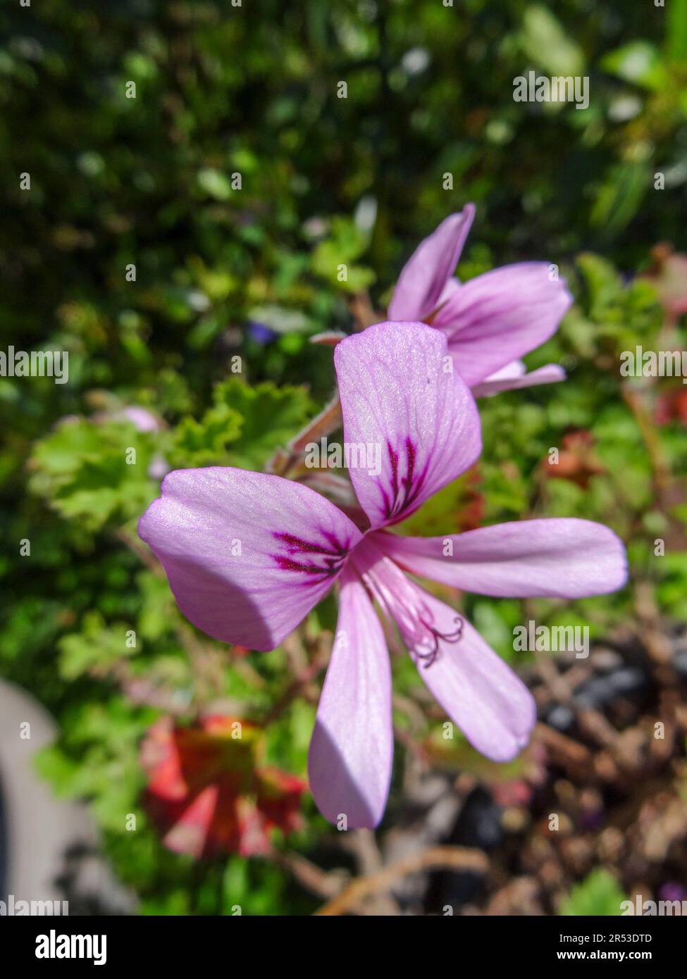 Natural close up flowering plant portrait of Pelargonium ‘Citriodorum ...