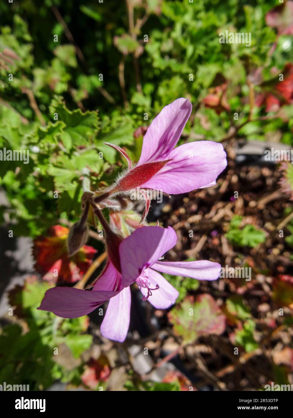 Natural close up flowering plant portrait of Pelargonium ‘Citriodorum ...