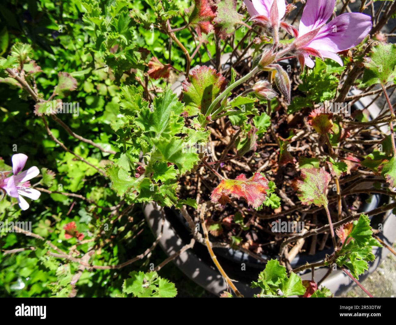 Natural close up flowering plant portrait of Pelargonium ‘Citriodorum ...