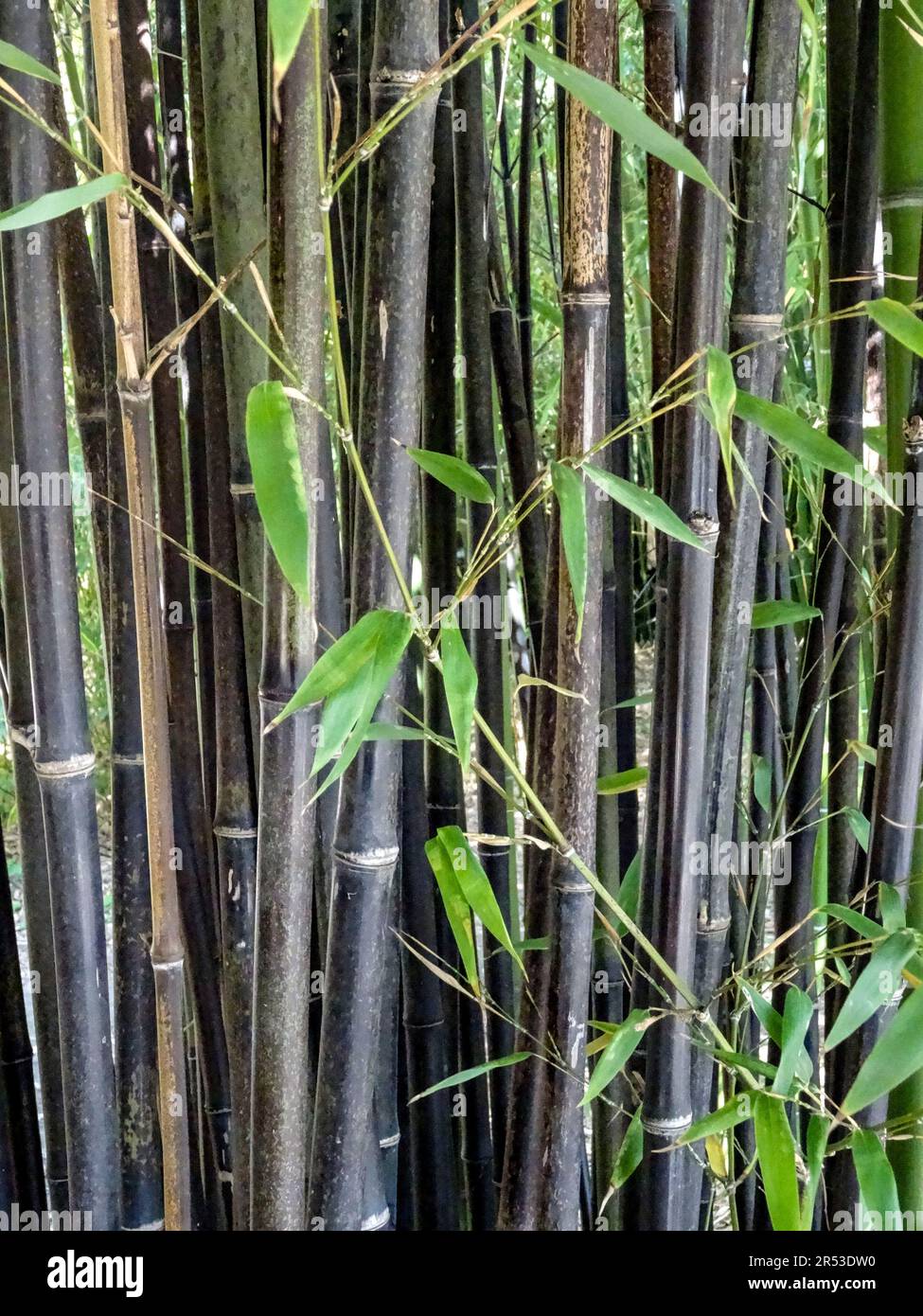 Turn black after two or three seasons hi-res stock photography and ...