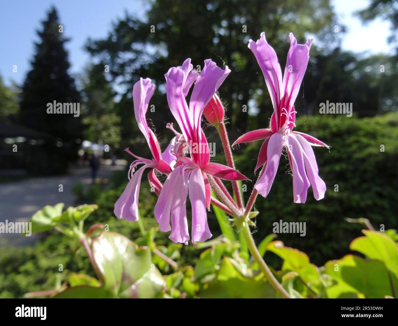 Striking Pelargonium Peltatum, kolsuring, ivy-leaved pelargonium ...