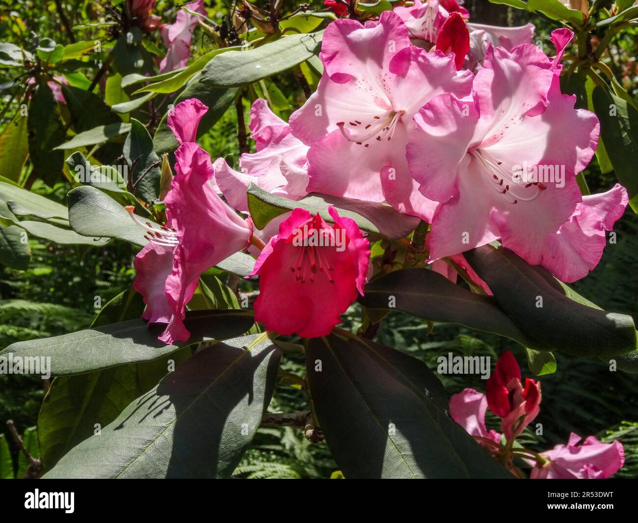 Delightful Rhododendron Lems Monarch in late spring sunshine. Natural ...