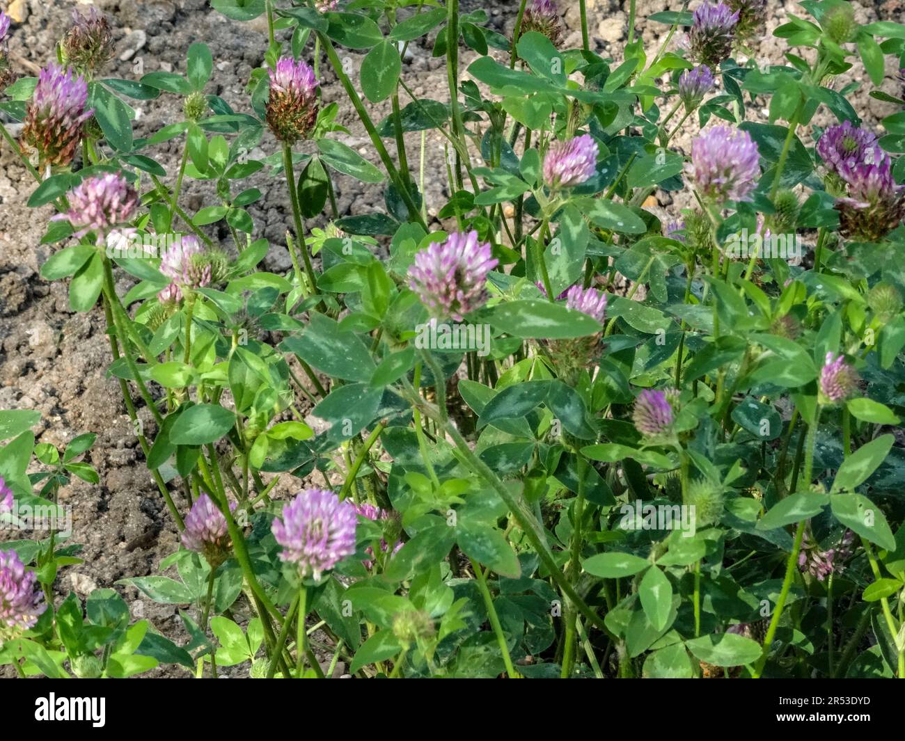 Good soil structuring effect hi-res stock photography and images - Alamy