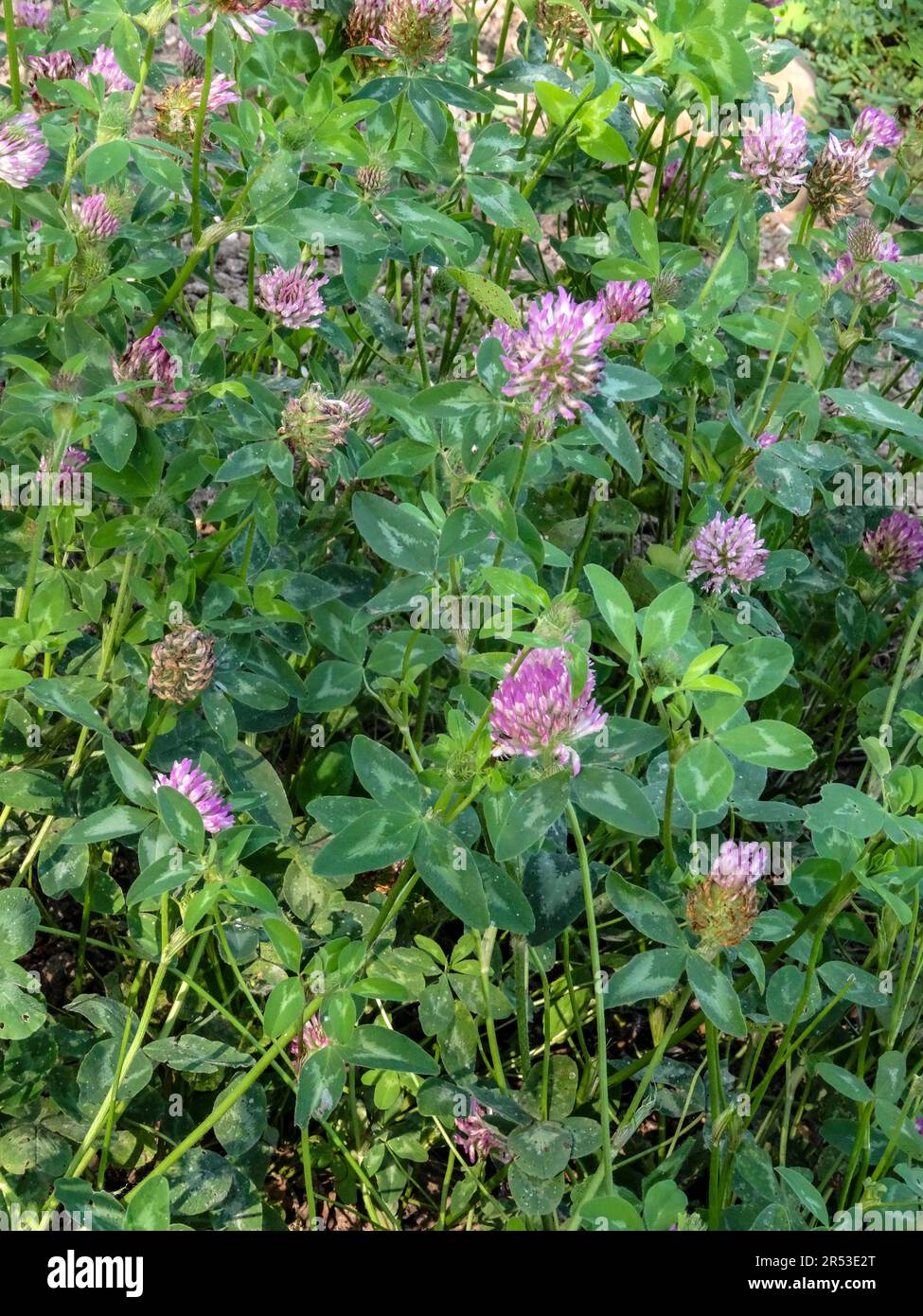 Good soil structuring effect hi-res stock photography and images - Alamy