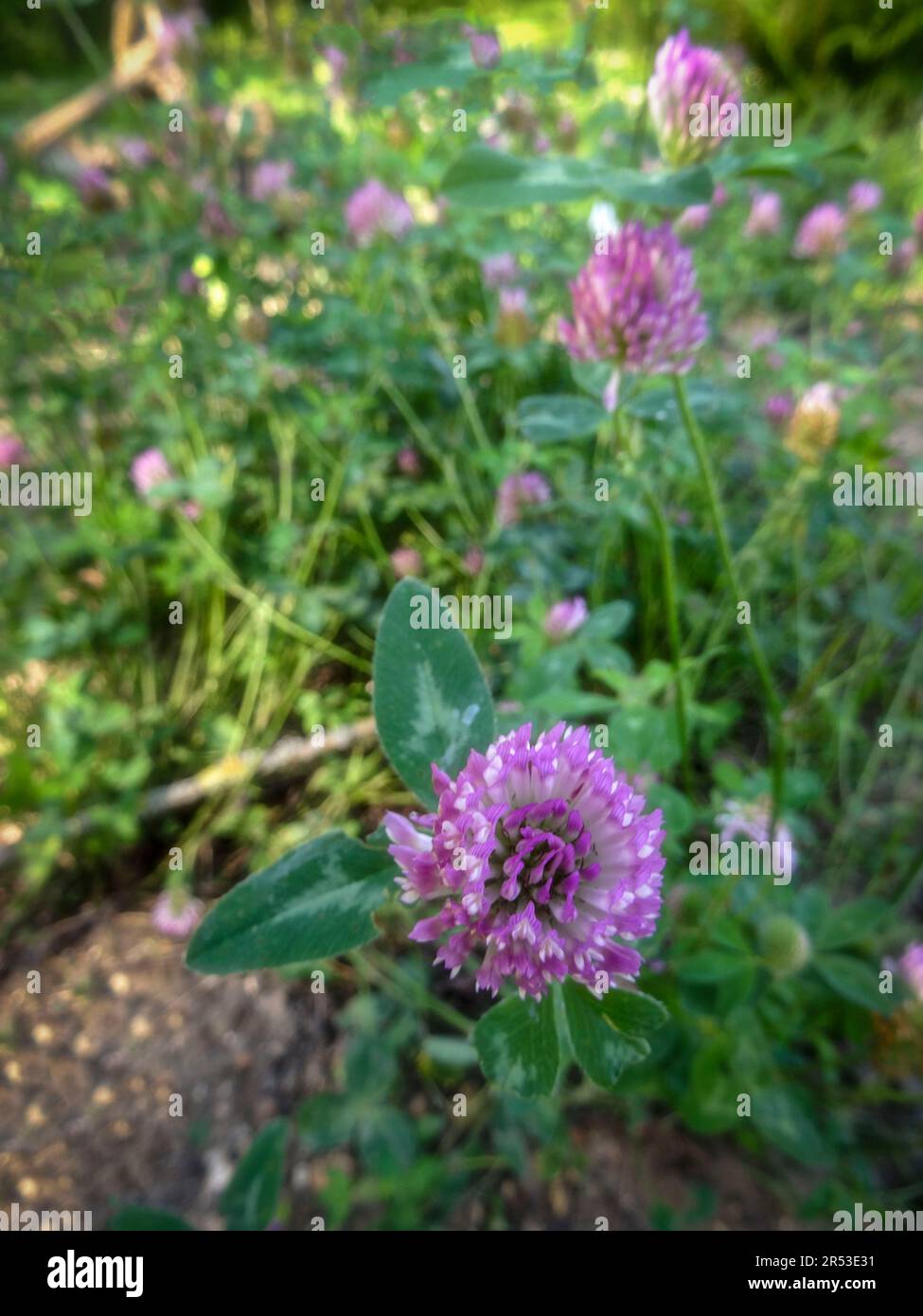 Good soil structuring effect hi-res stock photography and images - Alamy