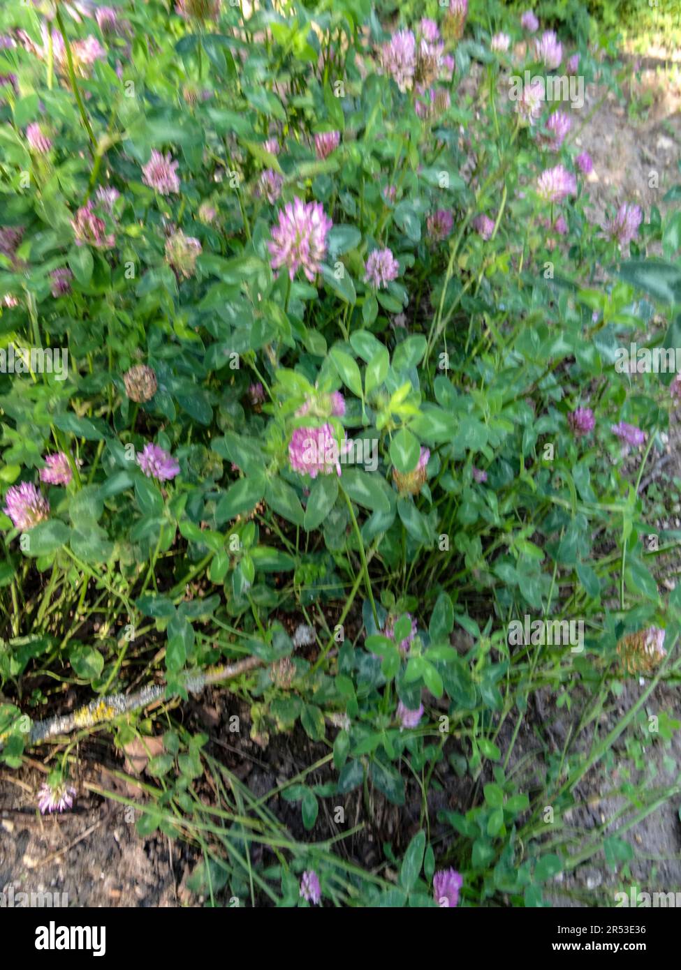Good soil structuring effect hi-res stock photography and images - Alamy