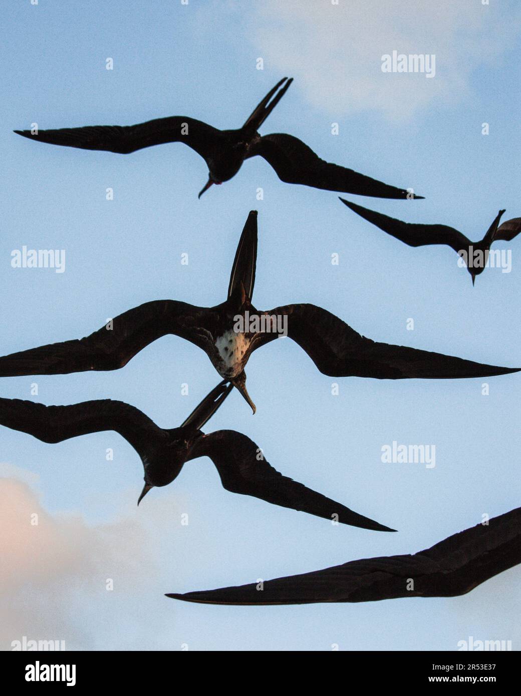 Frigate Bird Silhouette