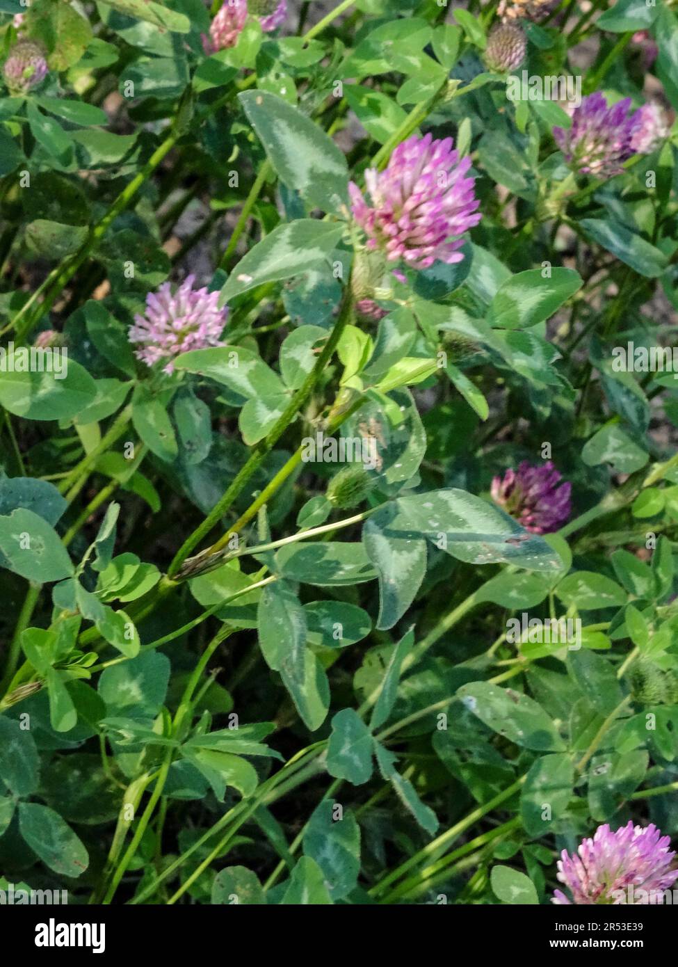 Good soil structuring effect hi-res stock photography and images - Alamy