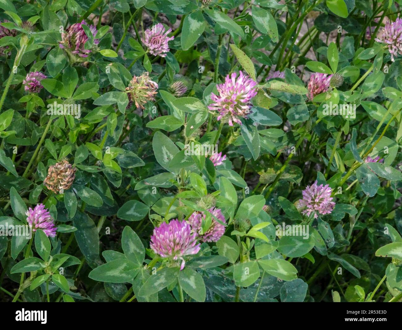 Good soil structuring effect hi-res stock photography and images - Alamy