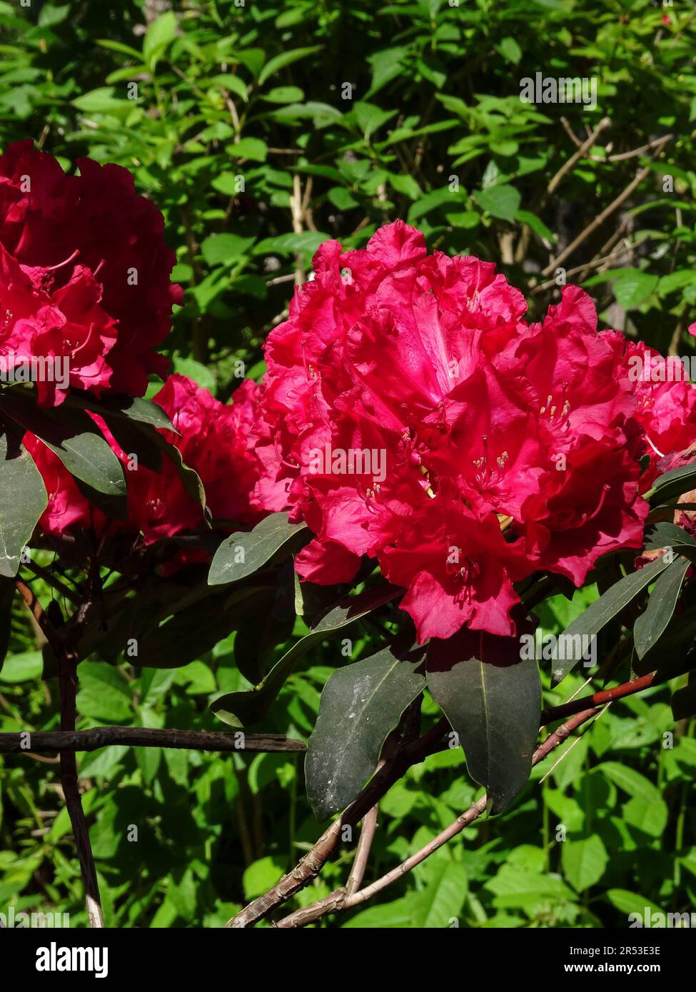 Glowing red Rhododendron Madame De Bruin. Natural close up flowering ...