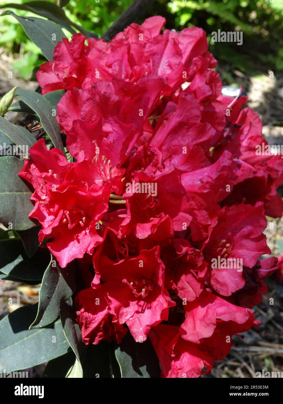 Glowing red Rhododendron Madame De Bruin. Natural close up flowering ...
