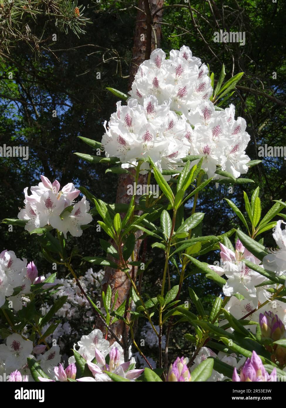 Charming close up natural flowering plant portrait of Rhododendron ...