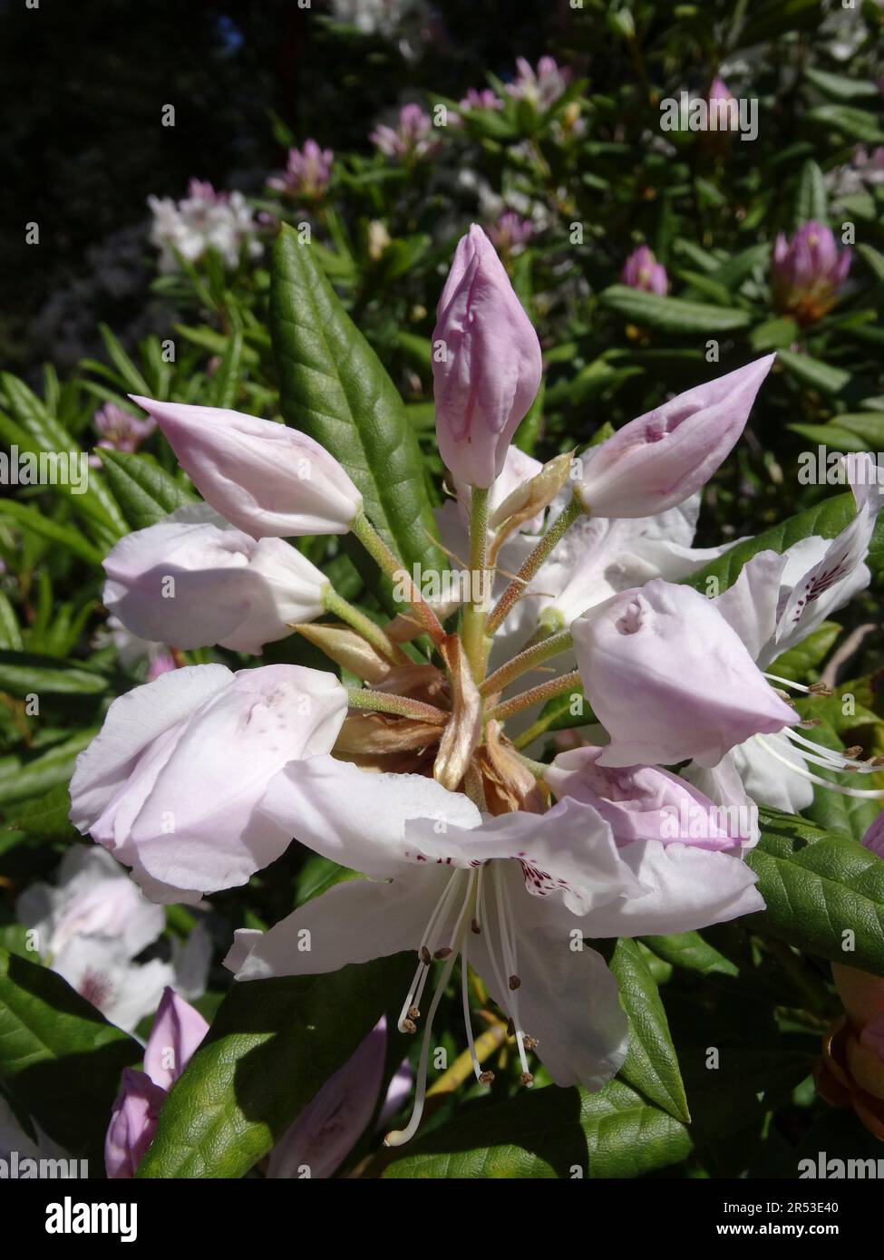 Charming close up natural flowering plant portrait of Rhododendron ...