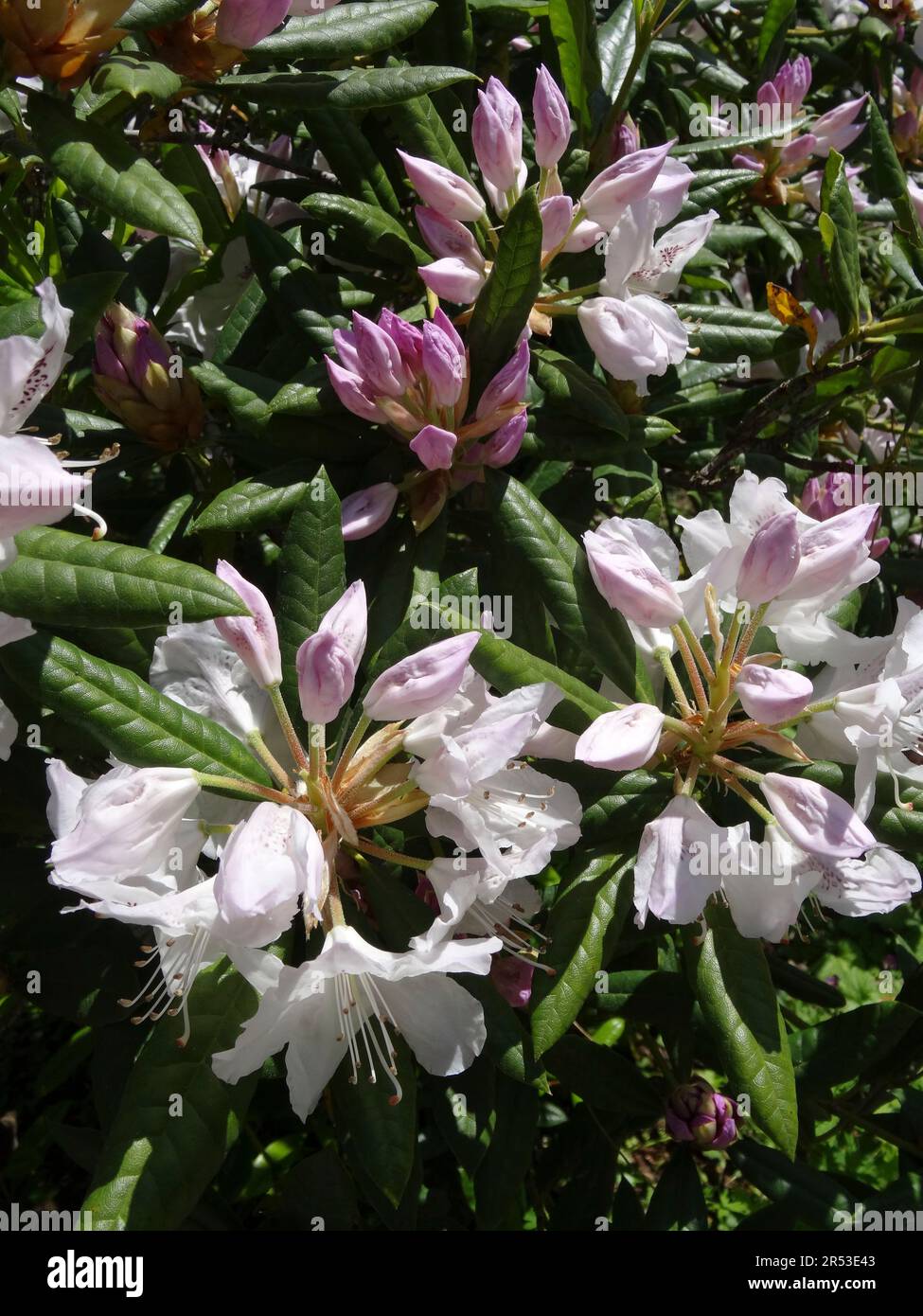 Charming close up natural flowering plant portrait of Rhododendron ...