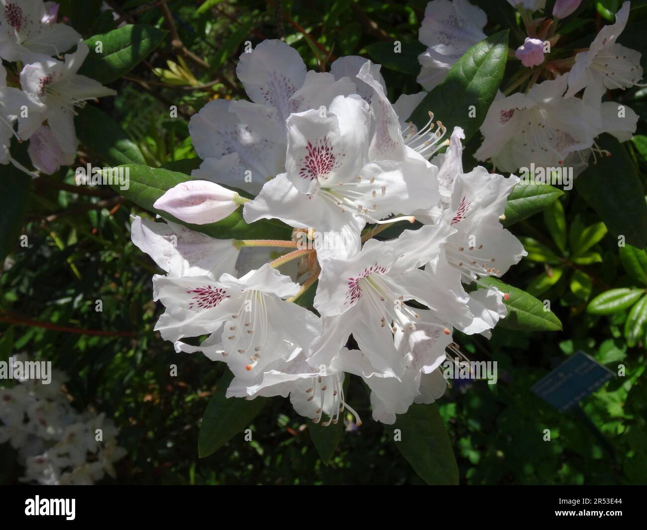 Charming close up natural flowering plant portrait of Rhododendron ...