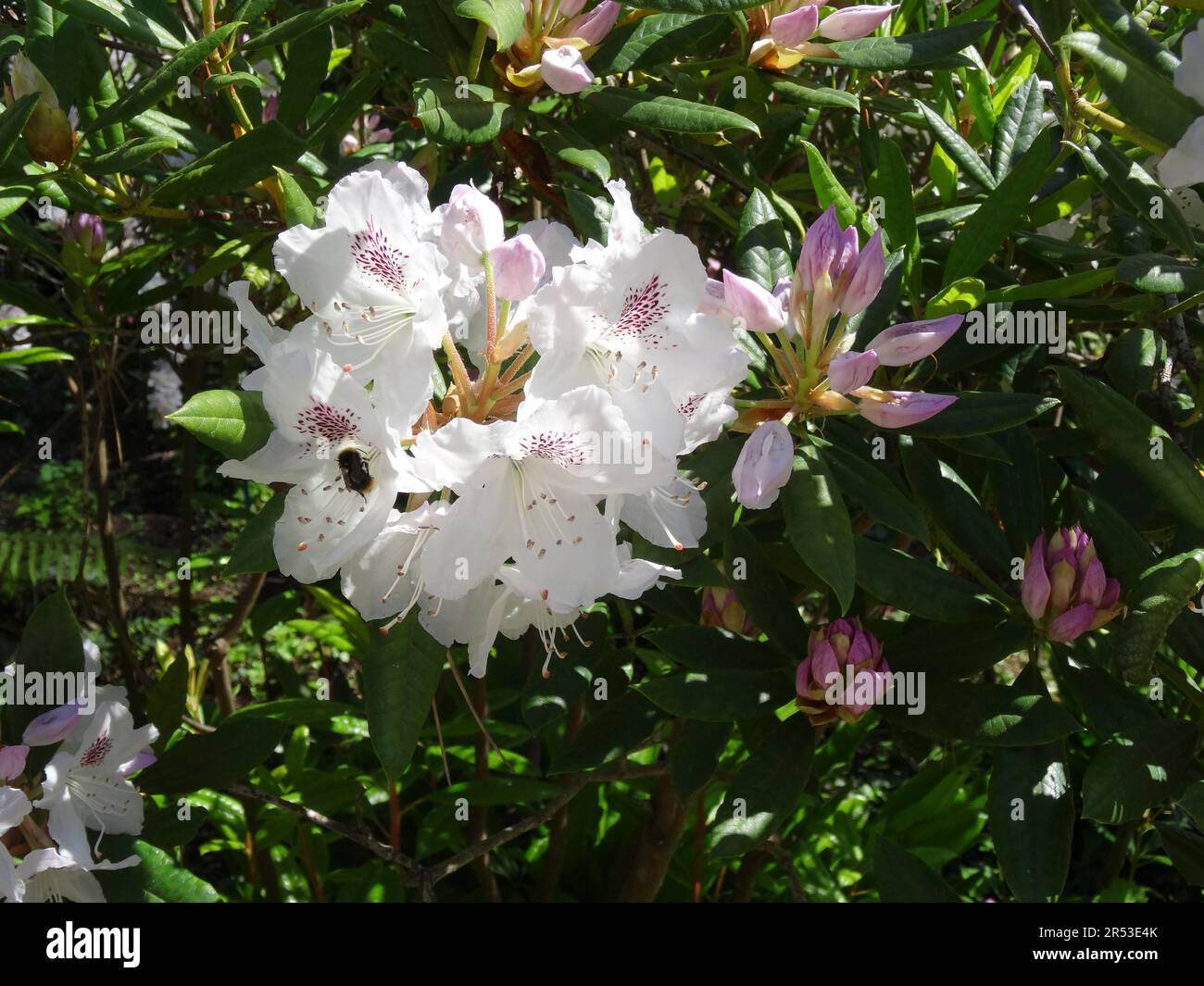 Charming close up natural flowering plant portrait of Rhododendron ...