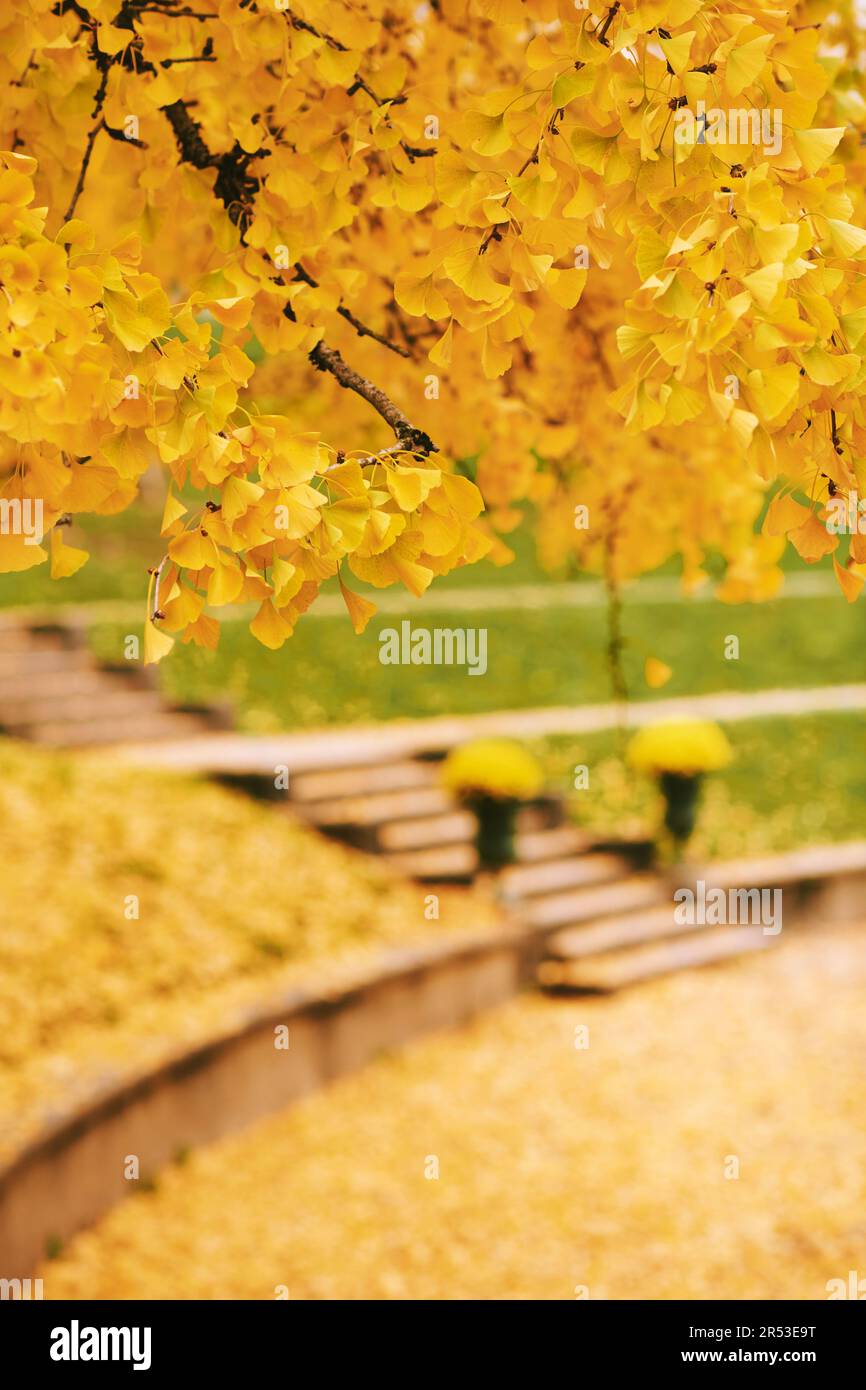 Golden branches of gingko tree, fall season Stock Photo - Alamy