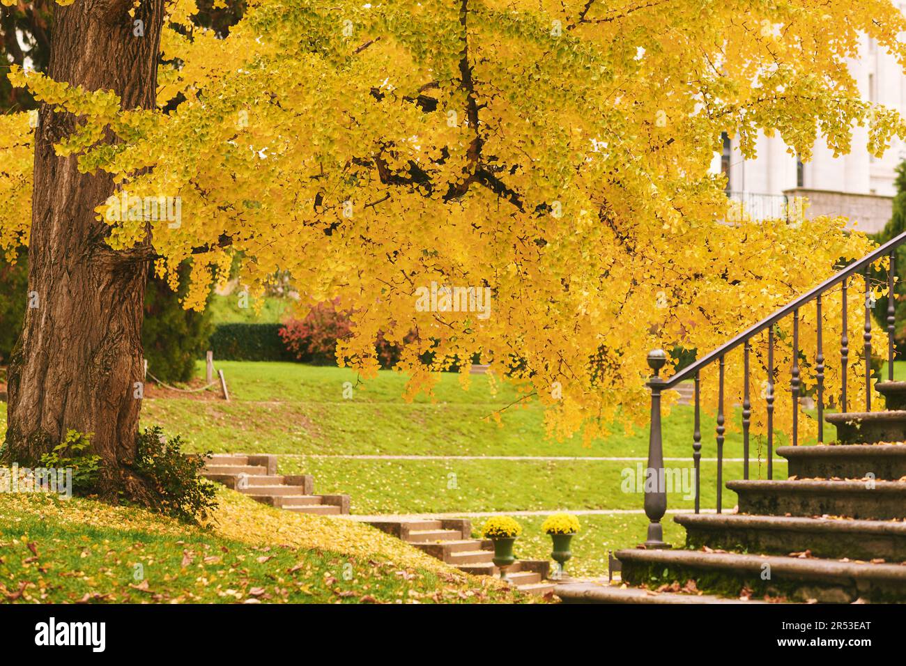 Golden branches of gingko tree, fall season Stock Photo - Alamy