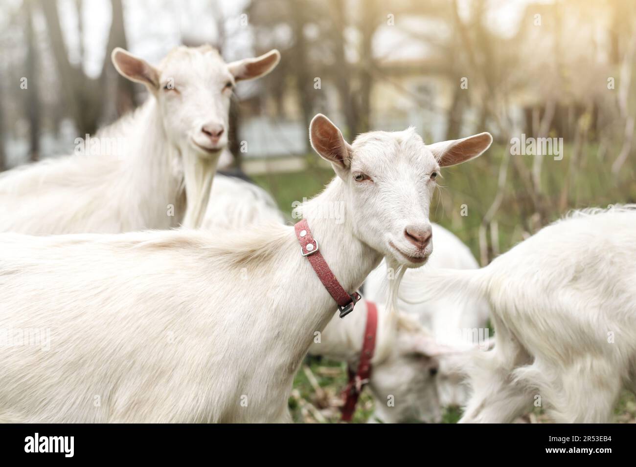 Goat with red collar hi-res stock photography and images - Alamy