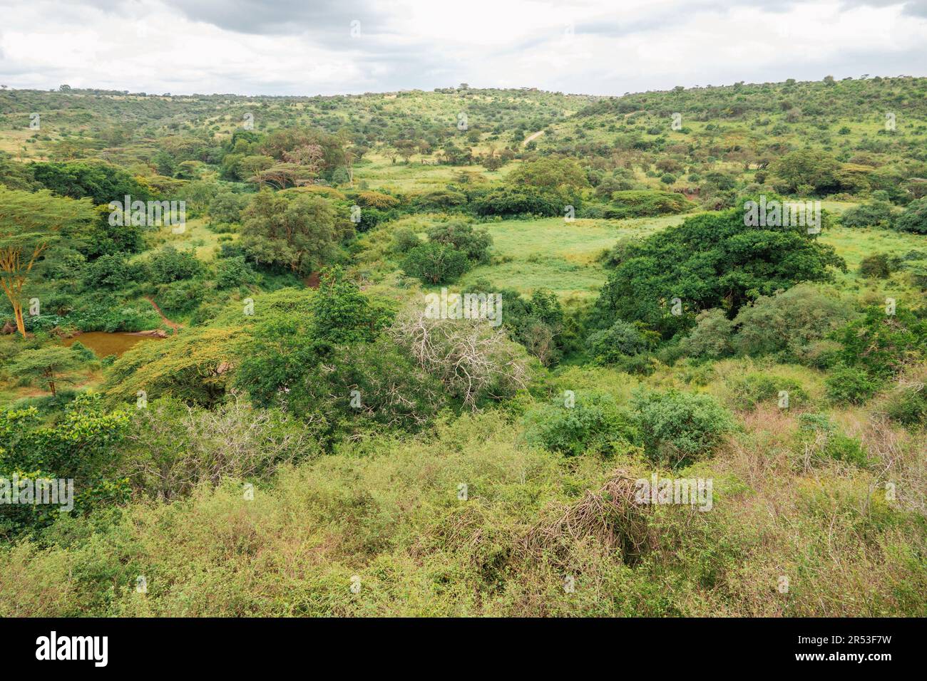 Trees amidst grass at Nairobi National Park, Kenya Stock Photo - Alamy