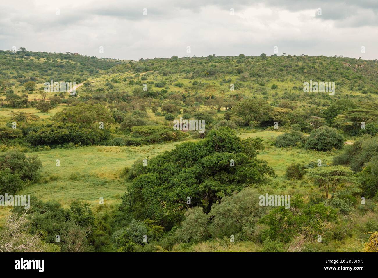 Tree wilderness kenya trees hi-res stock photography and images - Alamy