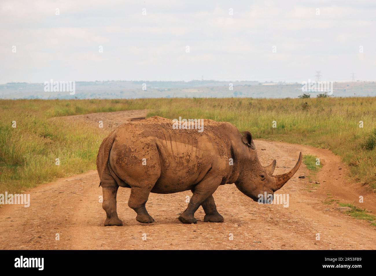 White rhino nairobi kenya hi-res stock photography and images - Alamy
