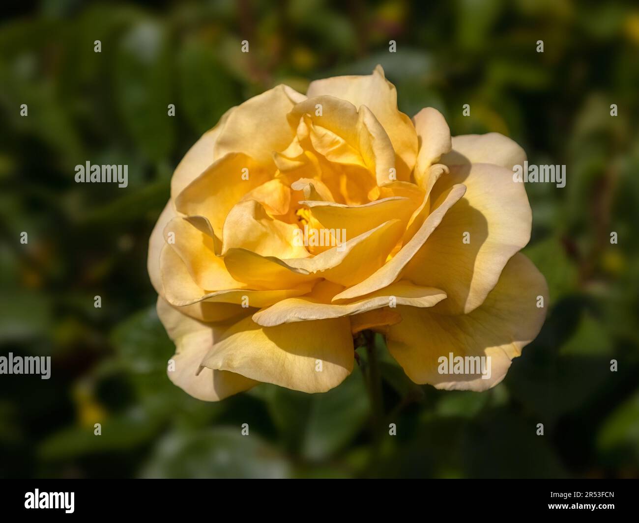 Keep smiling rosa hi-res stock photography and images - Alamy