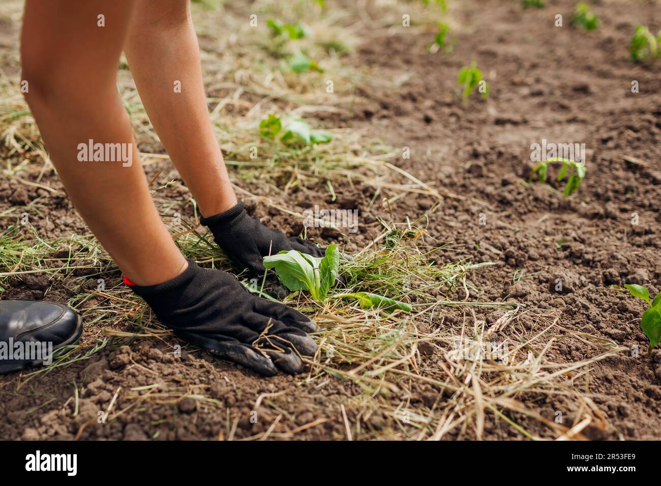 Farmer mulching freshly planted cabbage seedling with dry grass in ...