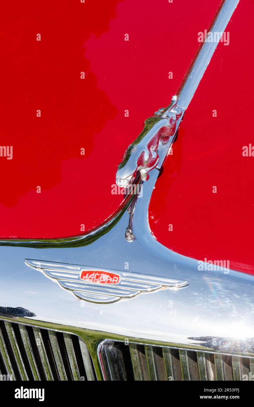closeup of chrome leaping cat bonnet emblem and badge mascot on red ...