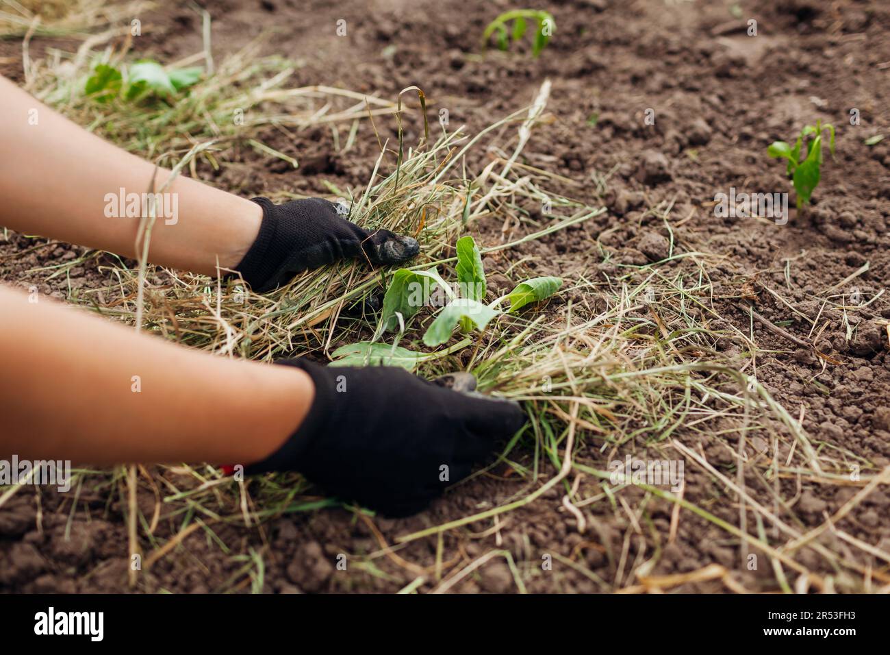 Gardener mulching freshly planted cabbage seedling with dry grass in ...