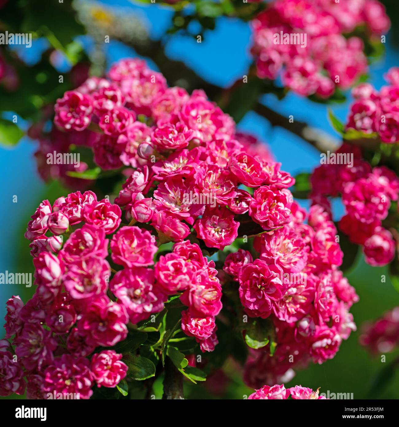 Flowering hawthorn ,Crataegus laevigata, in spring Stock Photo - Alamy