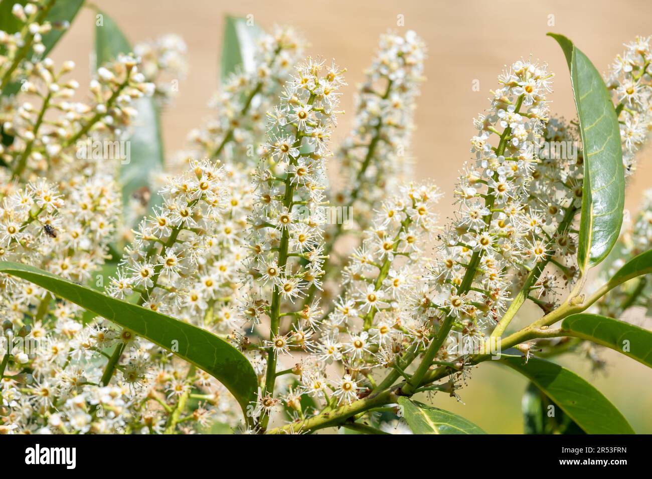 Close up of English laurel (prunus laurocerasus) flowers in bloom Stock ...