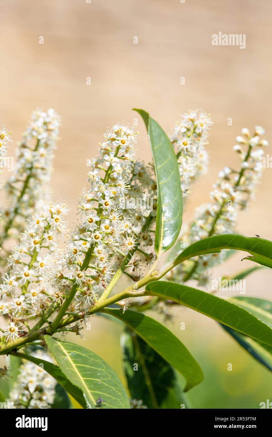 Close up of English laurel (prunus laurocerasus) flowers in bloom Stock ...