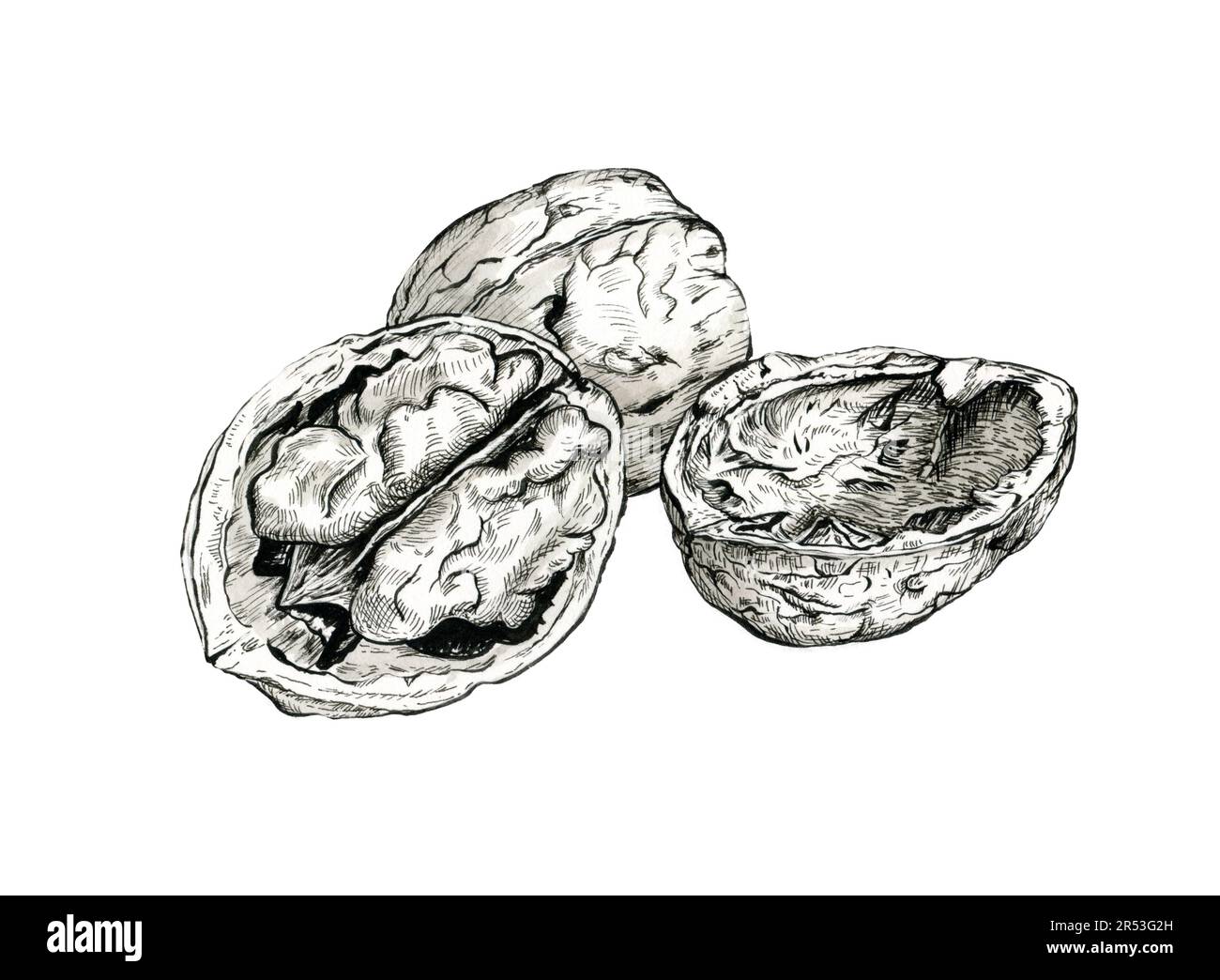 Cracked walnuts ink drawing. Traditional ink illustration on paper ...
