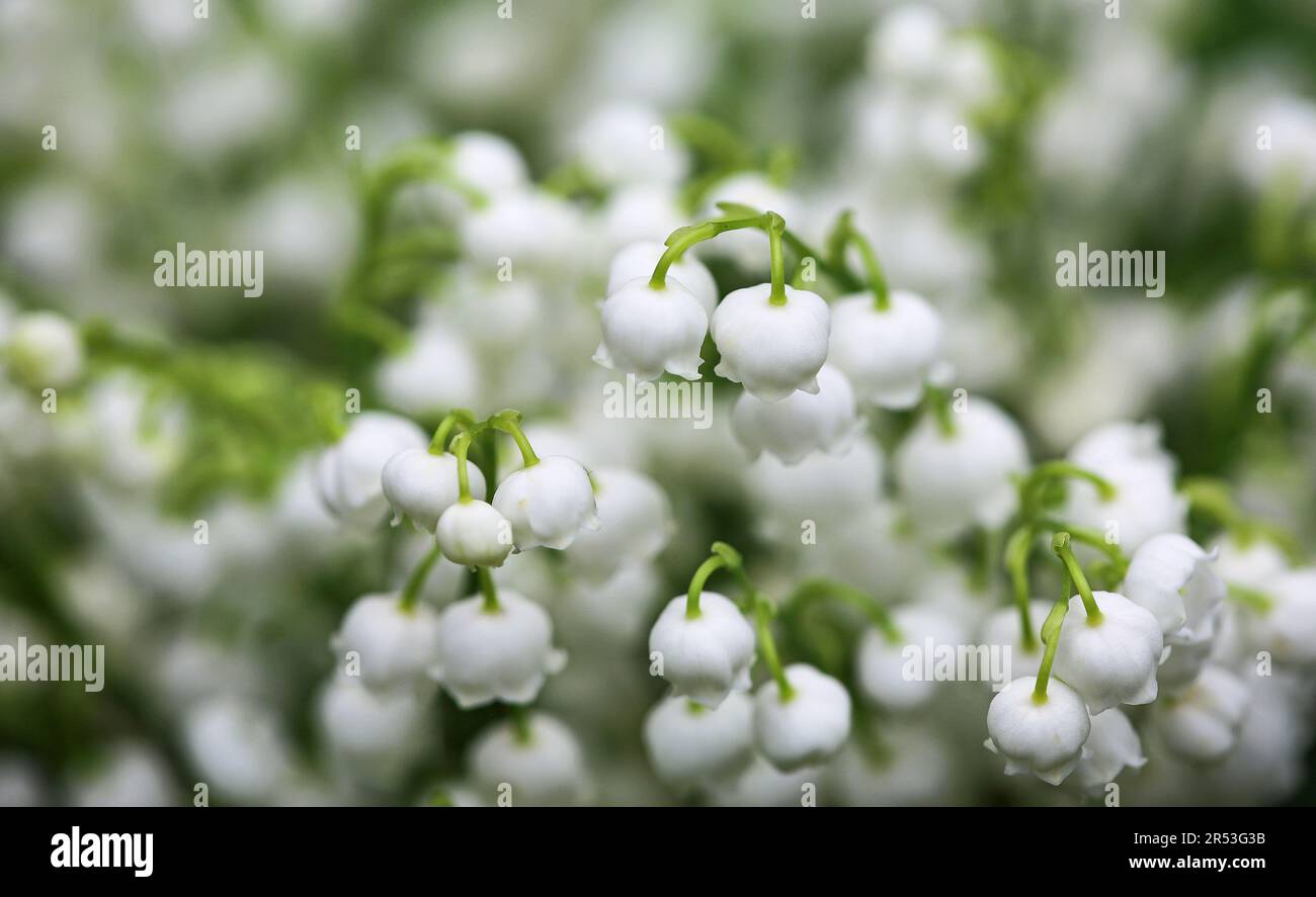 Close up plant flower convallaria hi-res stock photography and images ...