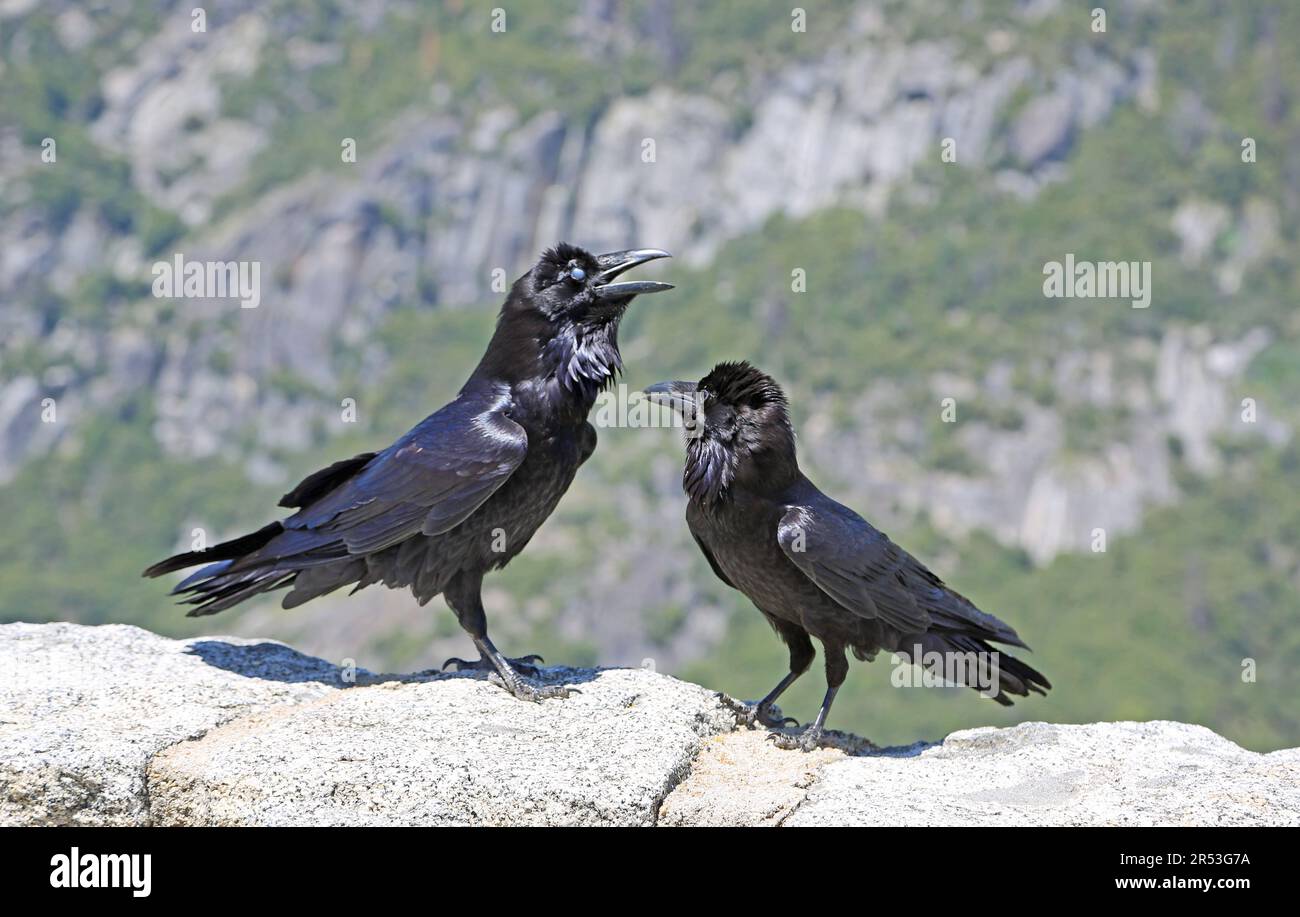 Crows head hi-res stock photography and images - Alamy