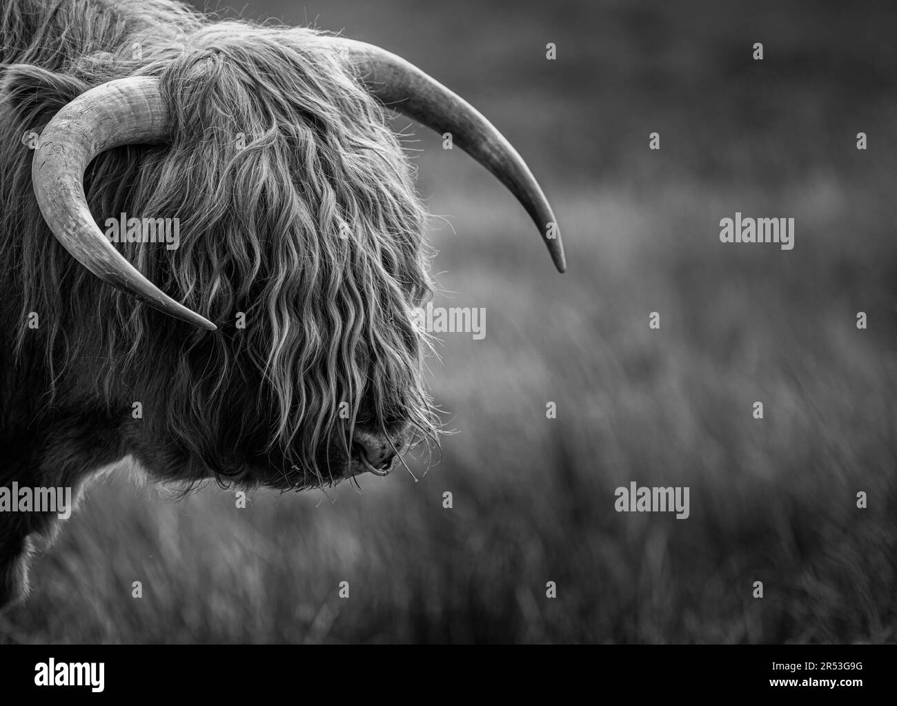 Highland rustic cattle Black and White Stock Photos & Images - Alamy