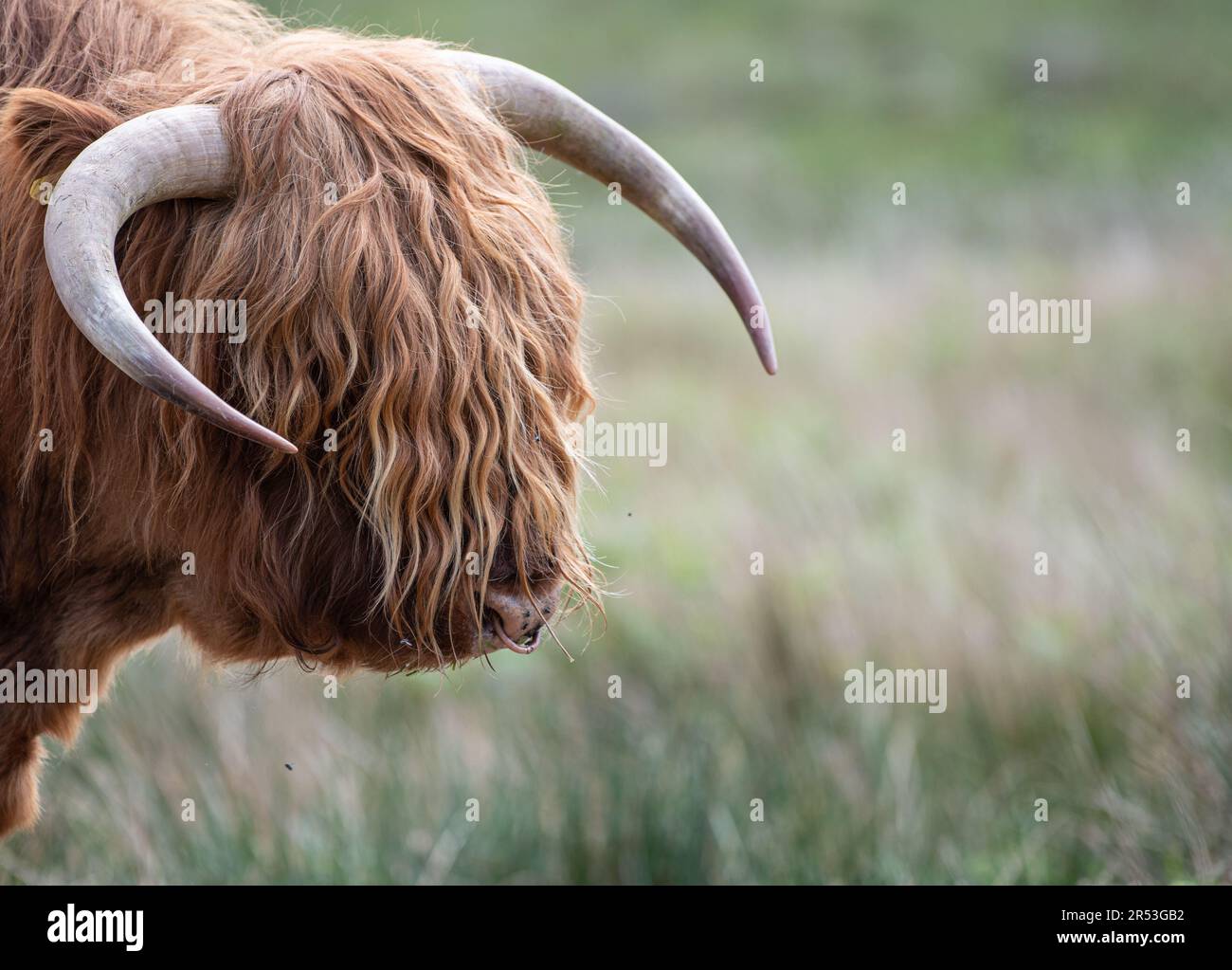 Highland Cow Portrait taken in the Scottish Highlands Stock Photo - Alamy