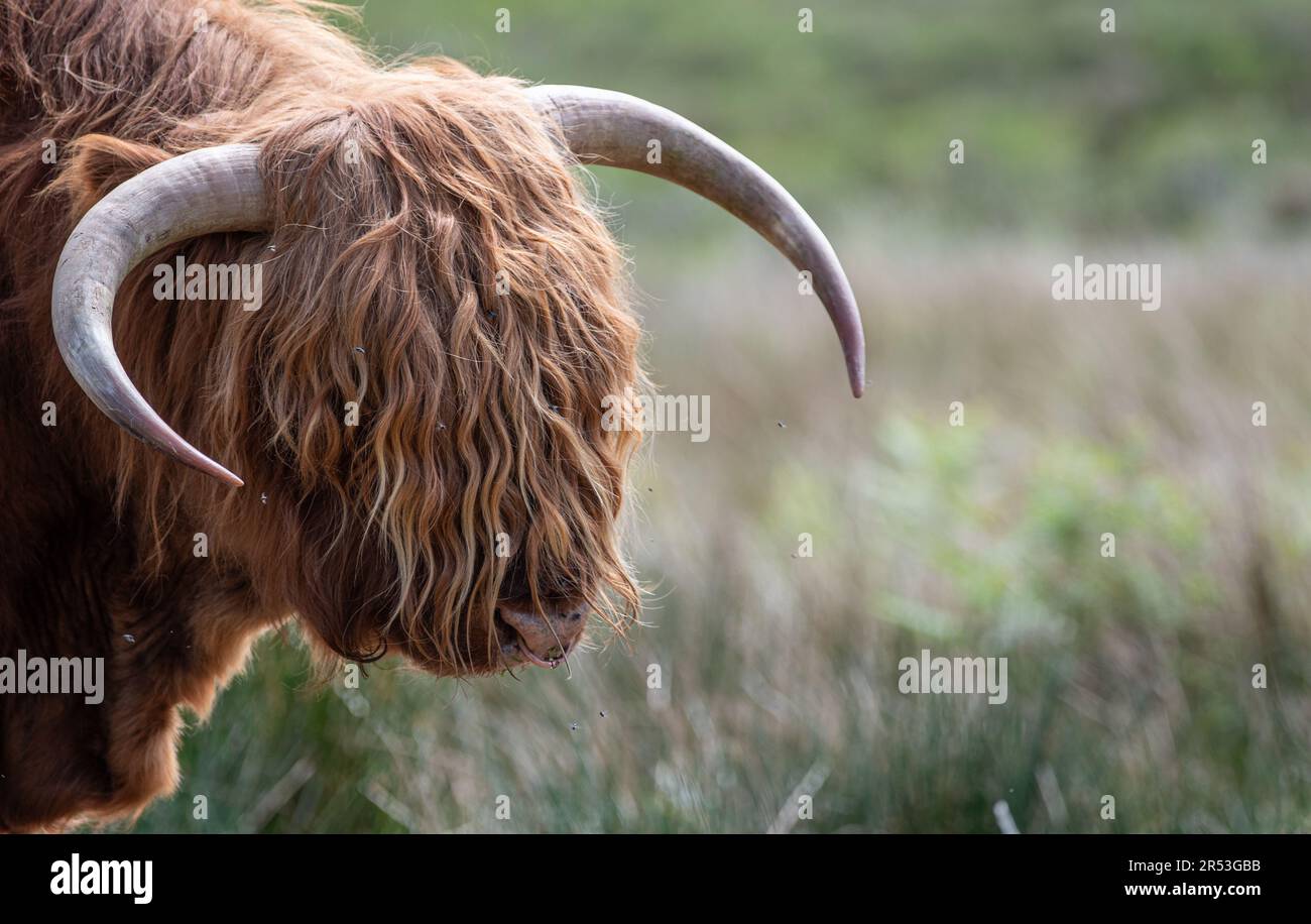 Highland Cow Portrait taken in the Scottish Highlands Stock Photo - Alamy
