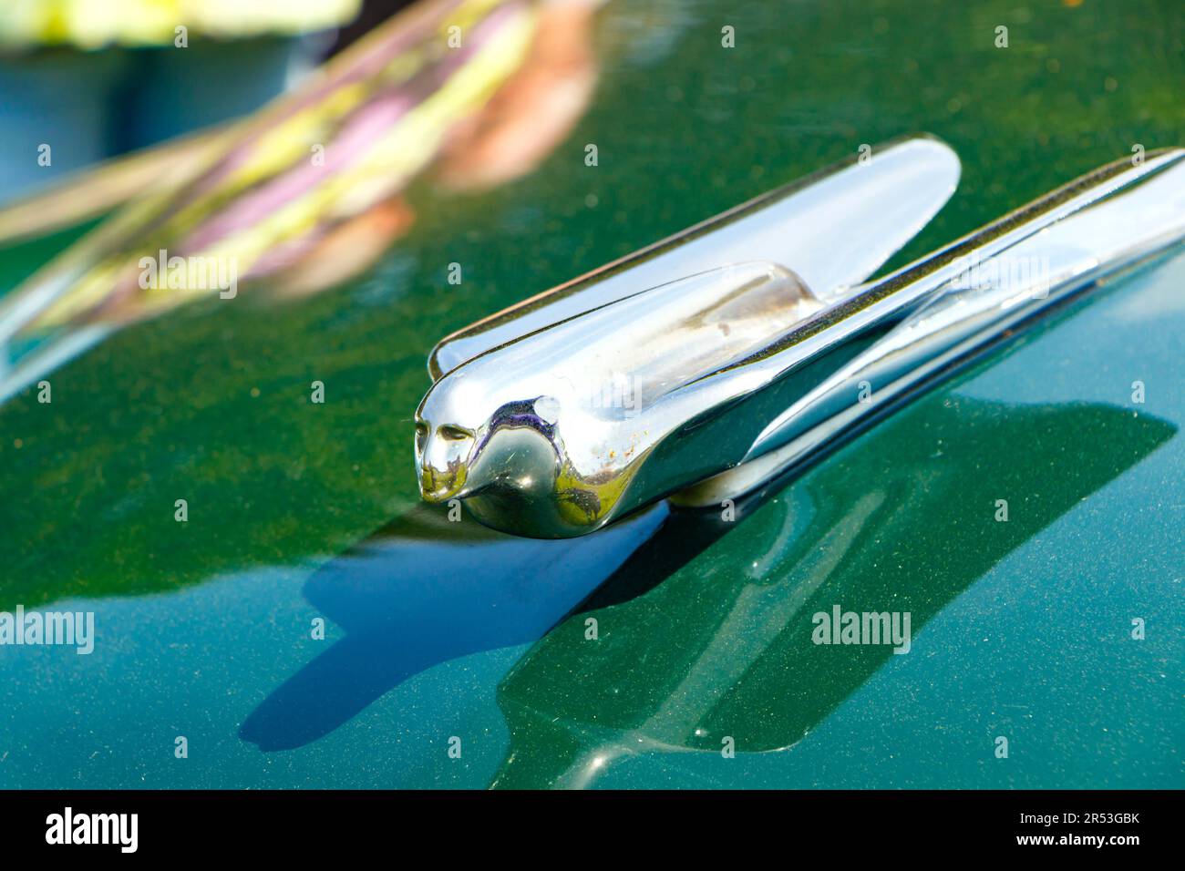 Winged bonnet hi-res stock photography and images - Alamy
