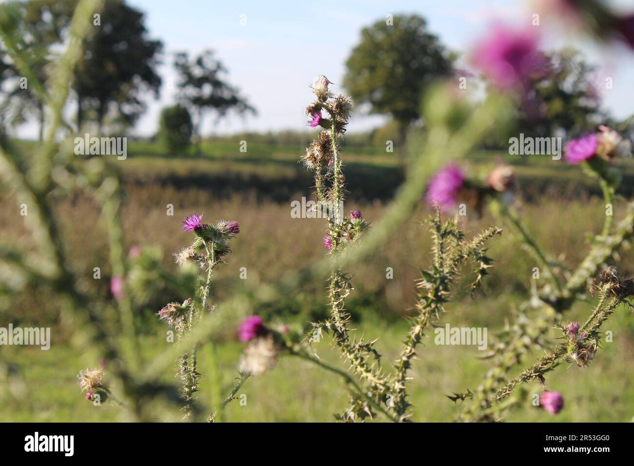 Purple wildflowers' macrophotography. Meadow scene in Summer. Daylight ...